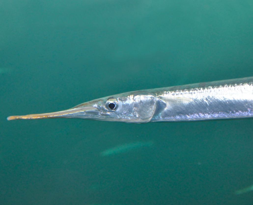 Hornhecht, Hornfisch, Sturmfisch, Grünknochen - Fisch - Heintges eLearning